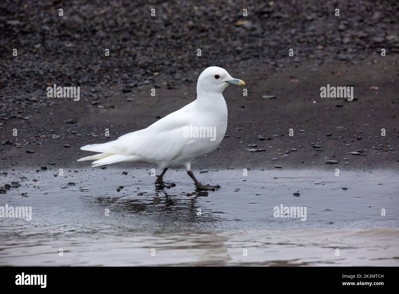Ivory Gull (Pagophila eburnea) is a small gull, the only species in the ...