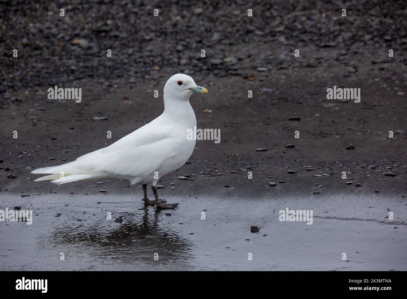 Ivory Gull (Pagophila eburnea) is a small gull, the only species in the ...