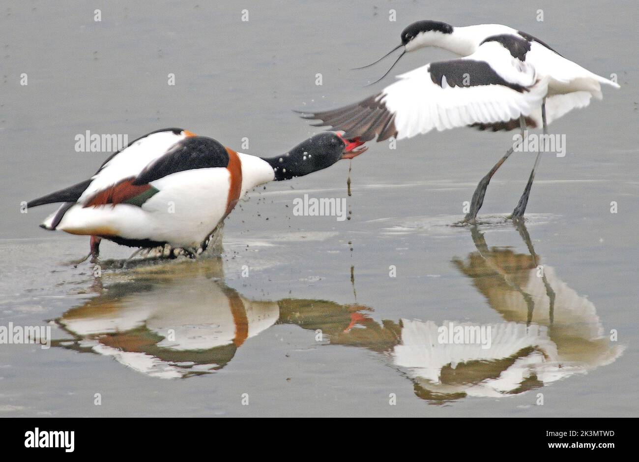 Before insects hi-res stock photography and images - Alamy