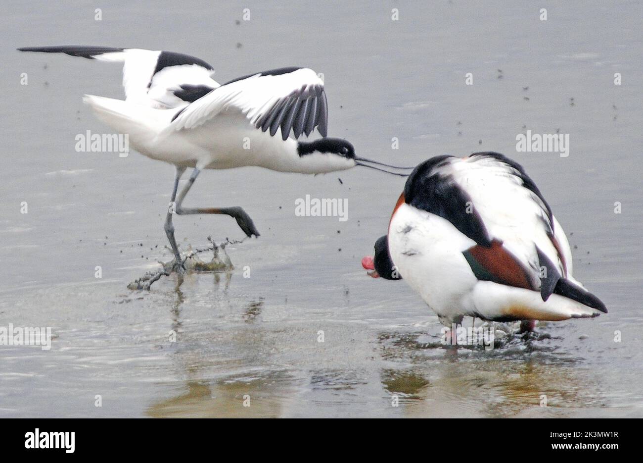 Before insects hi-res stock photography and images - Alamy