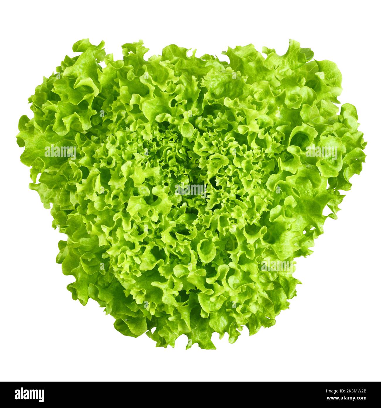 salad, lettuce, isolated on white background, clipping path, full depth ...