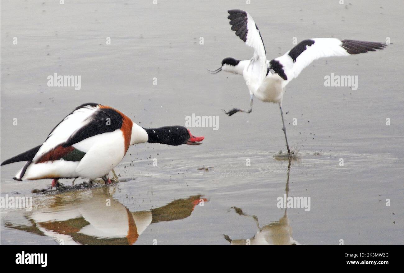 When it comes to who gets the best mud-worm, there is only ever going ...