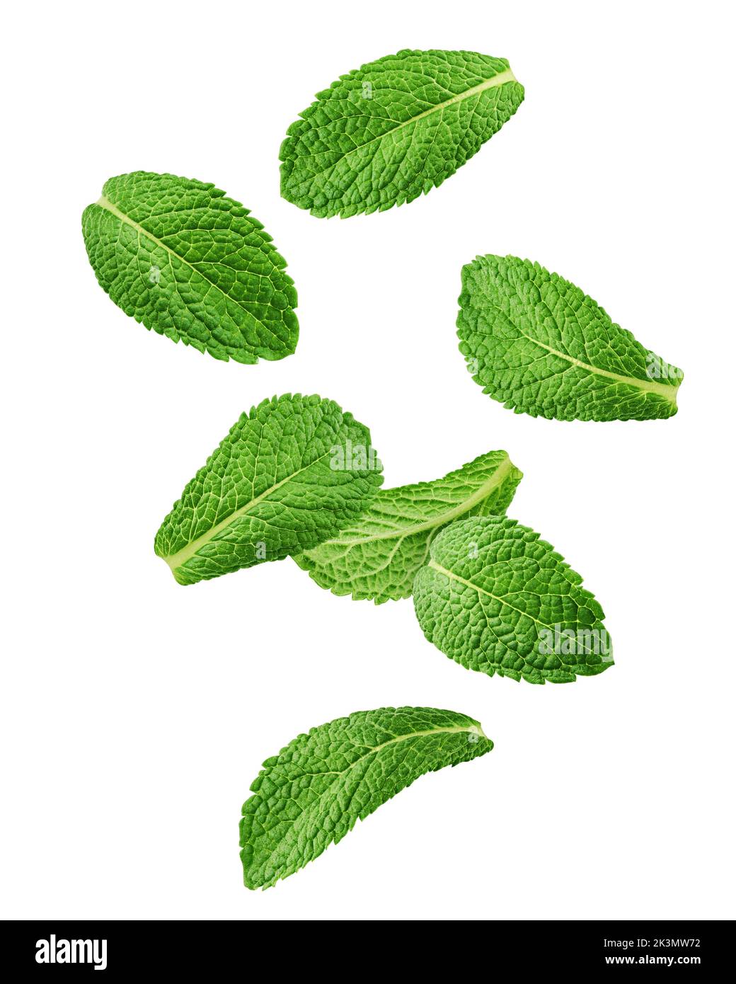Falling mint leaves, spearmint, isolated on white background, clipping path, full depth of field ...