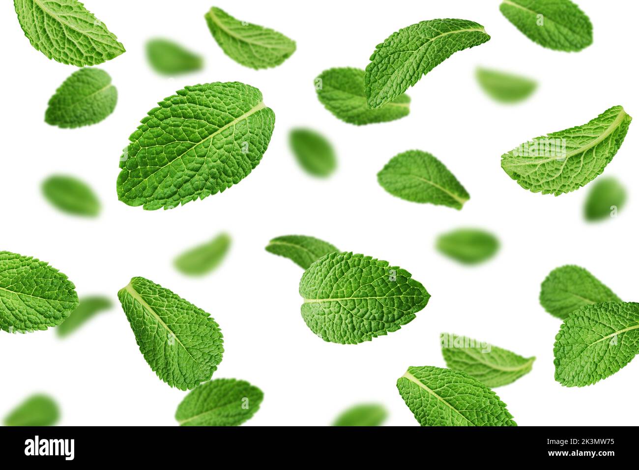 Falling mint leaves, spearmint, isolated on white background, selective ...