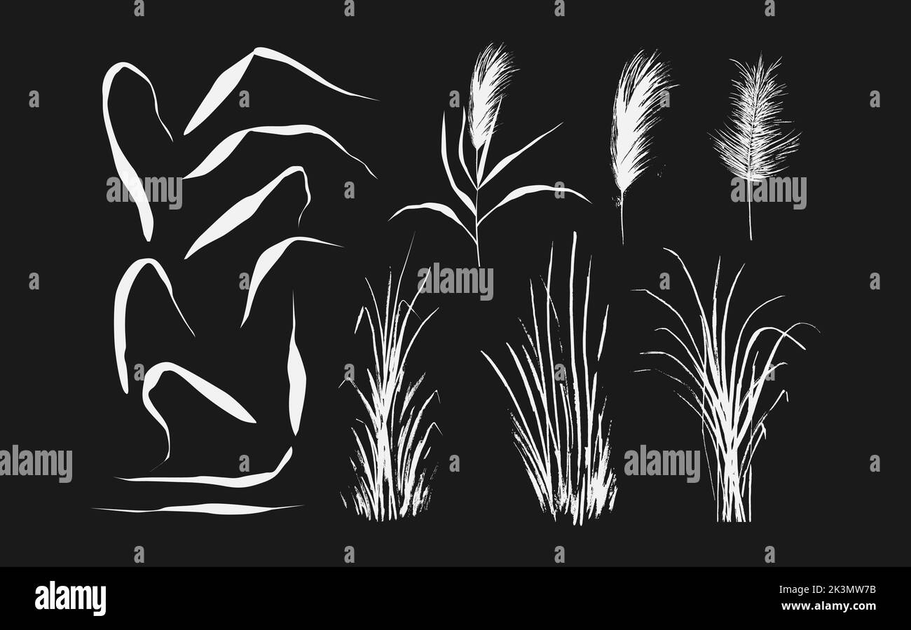 Isolated vector drawing.Image of a white reed or bulrush on a black ...