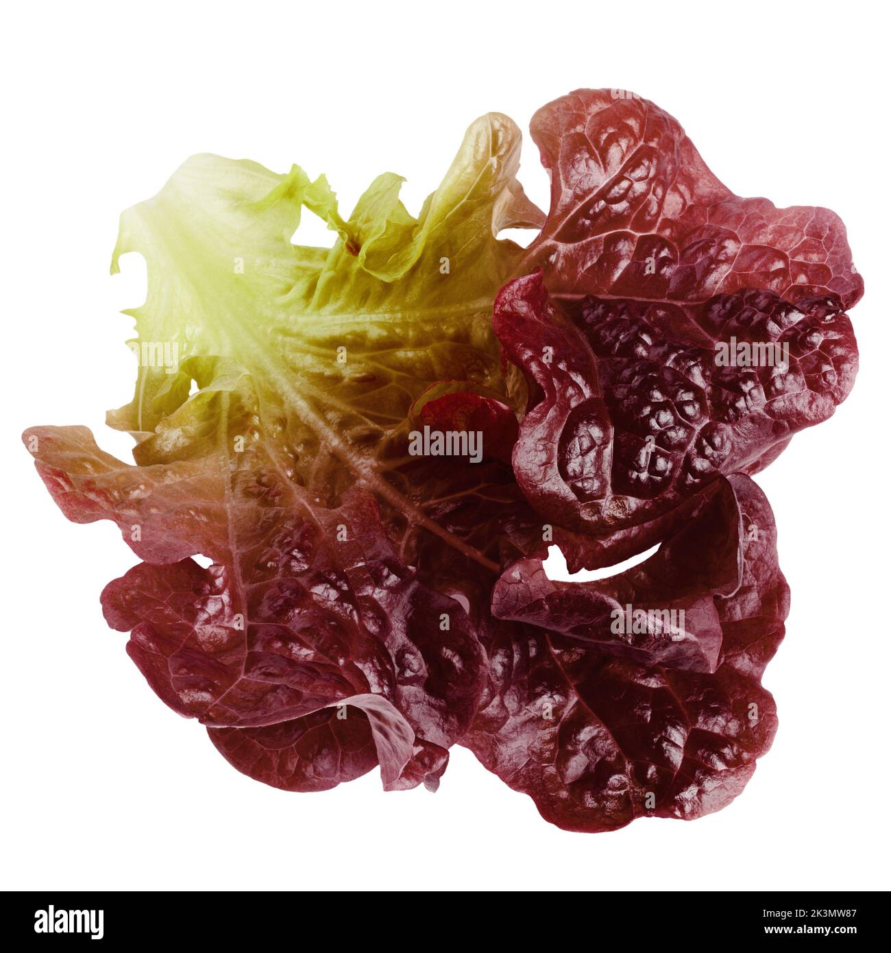 Red Oak Lettuce leaf, salad, isolated on white background, clipping ...