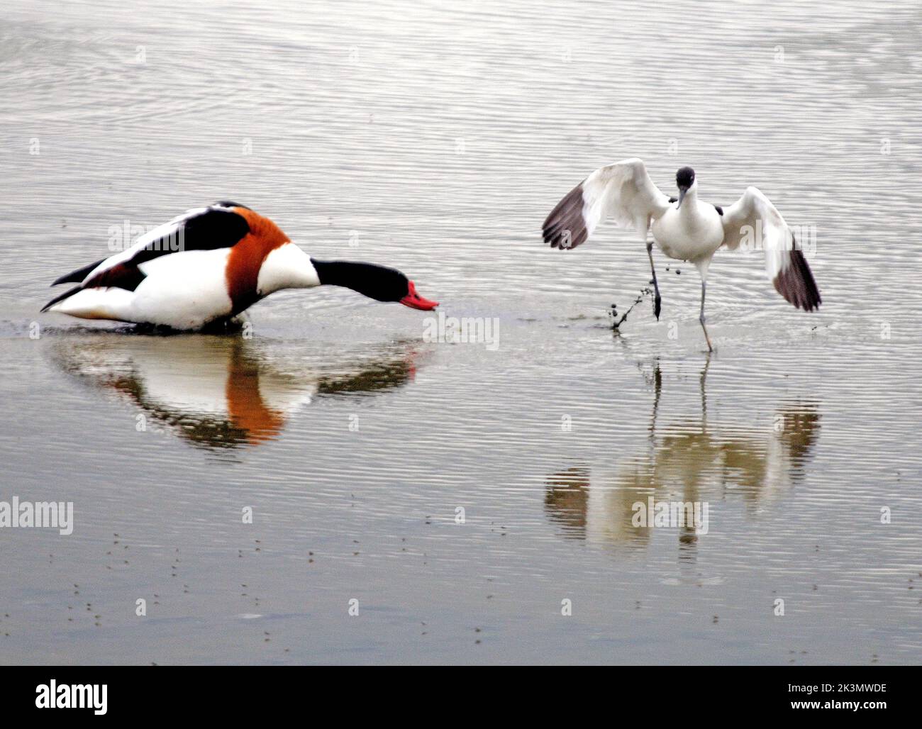 When it comes to who gets the best mud-worm, there is only ever going ...