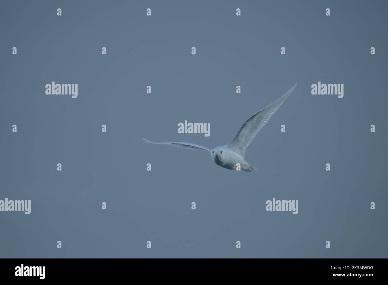Ivory Gull (Pagophila eburnea) In flight is a small gull, the only ...