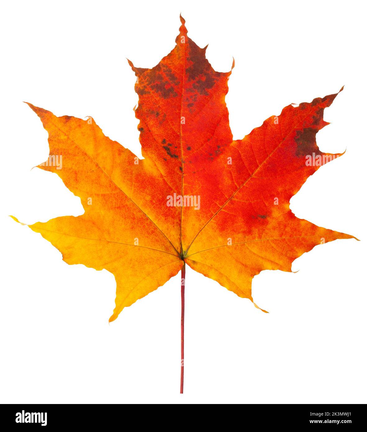 autumn maple leaf isolated on white background, clipping path, full depth of field Stock Photo ...