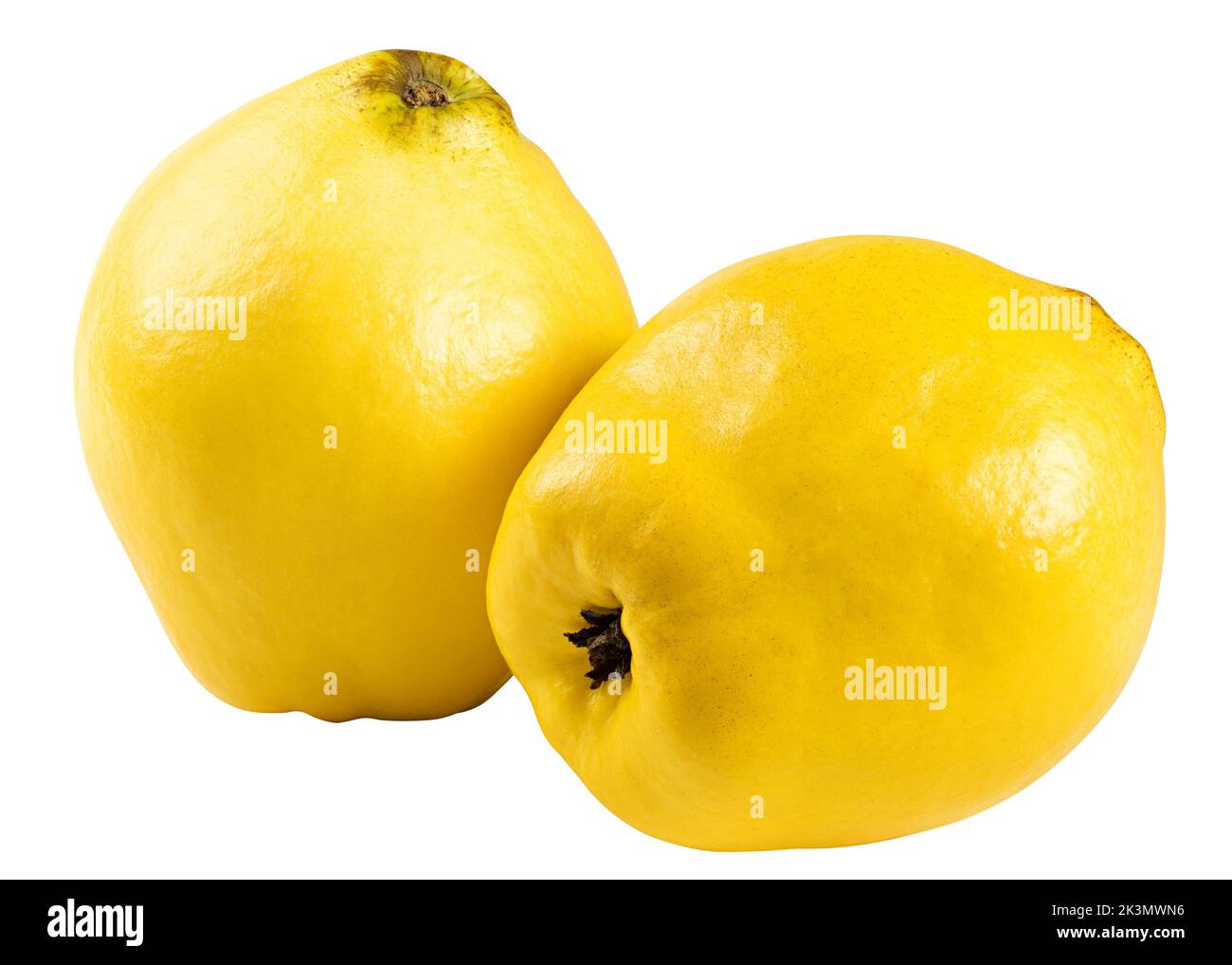 quince isolated on the white background, clipping path, full depth of ...