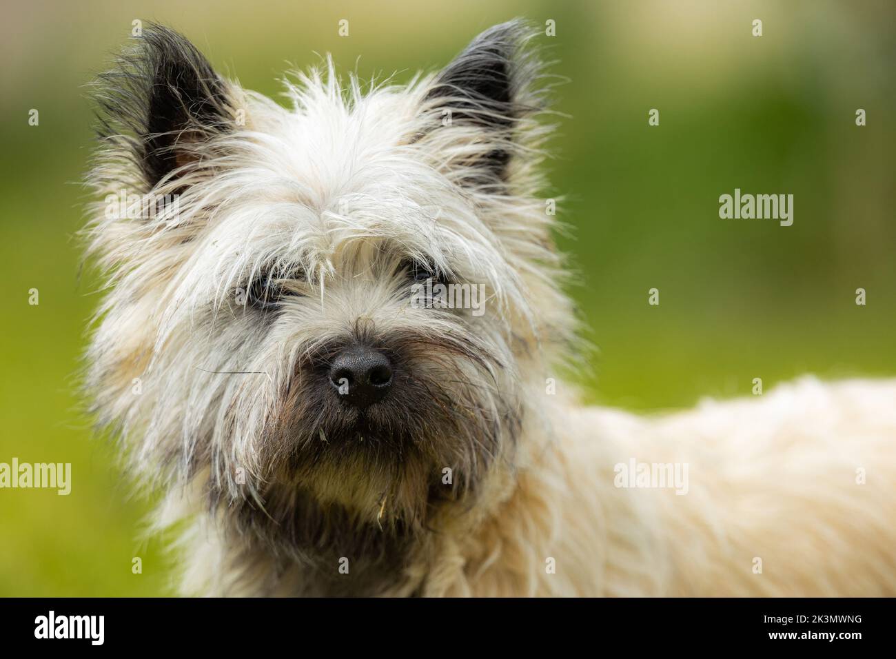 The close-up portrait of a Cairn Terrier before the green blurred ...