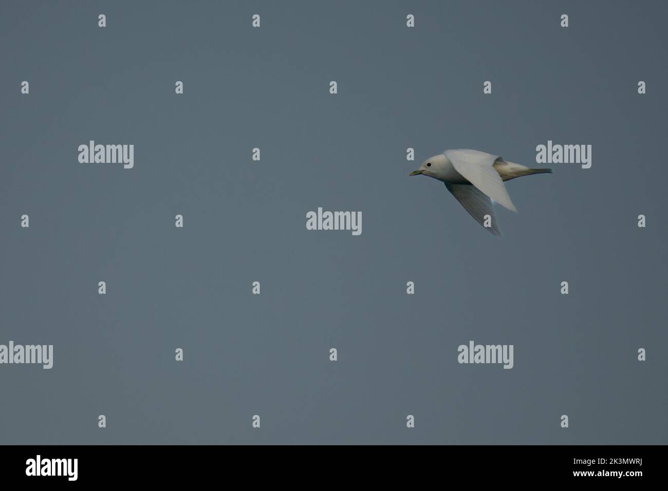 Ivory Gull (Pagophila eburnea) In flight is a small gull, the only ...