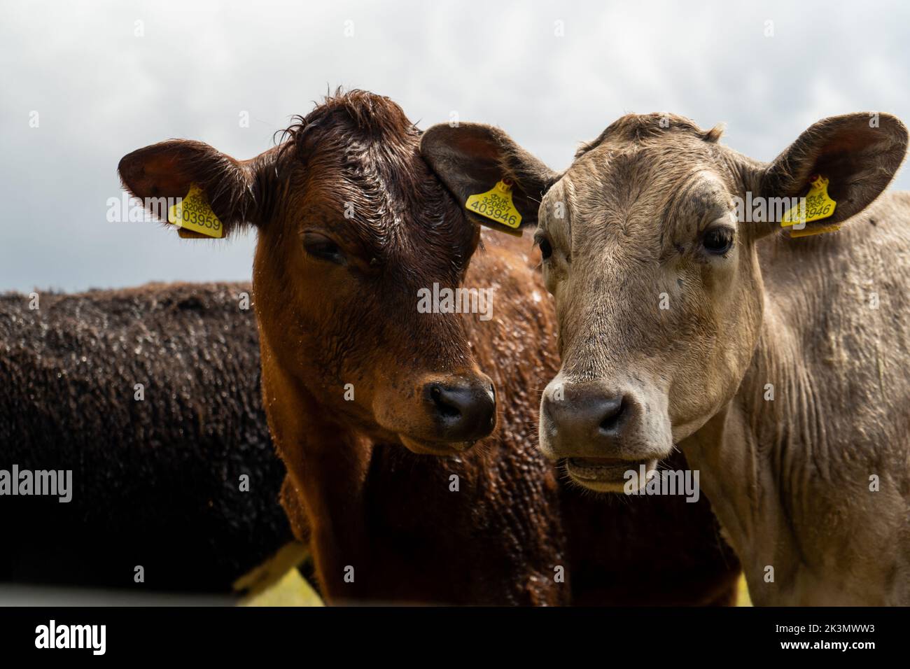Group of young cows on the pasture being curious and approaching ...