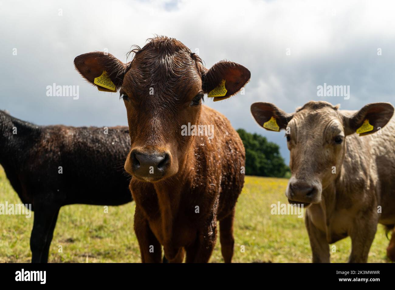 Group of young cows on the pasture being curious and approaching ...