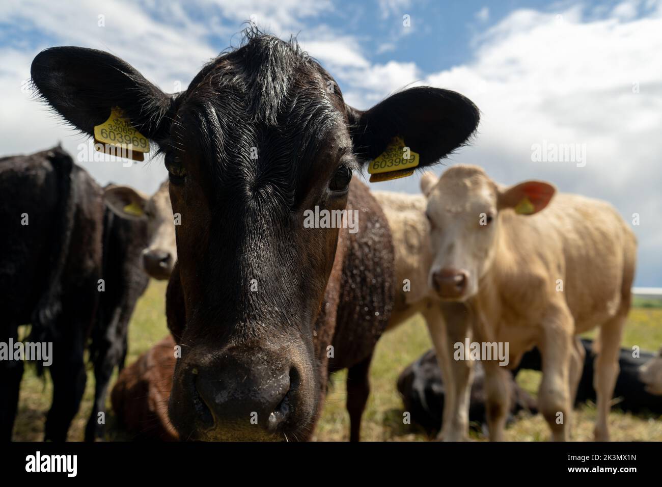 Group of young cows on the pasture being curious and approaching ...