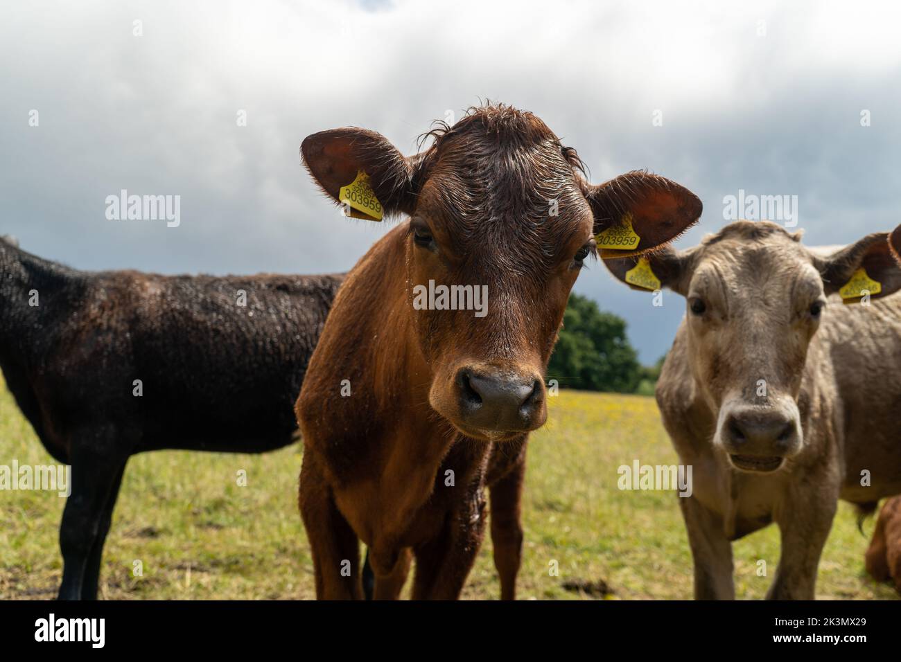 Group of young cows on the pasture being curious and approaching ...