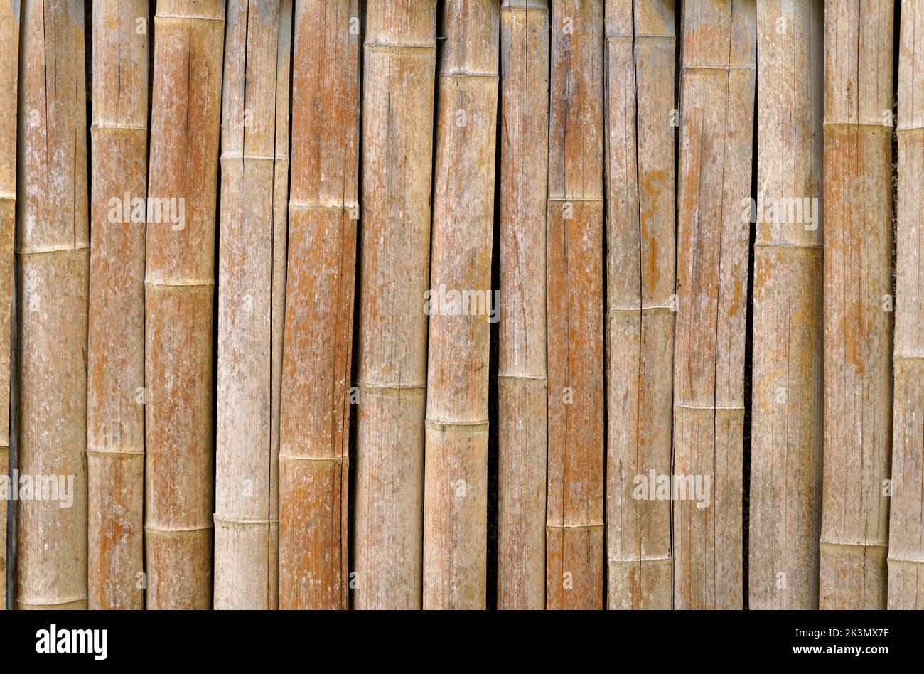 Dry bamboo wall texture background. Close-up. Backgrounds and textures ...