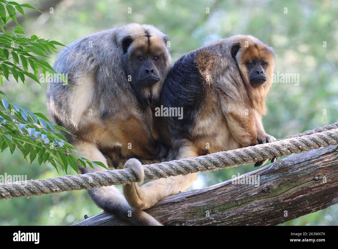 The cute howler monkeys sitting on a rope near a tree in the zoo park ...