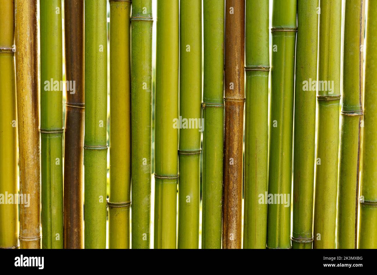 Green bamboo wall texture background. Close-up. Backgrounds and ...