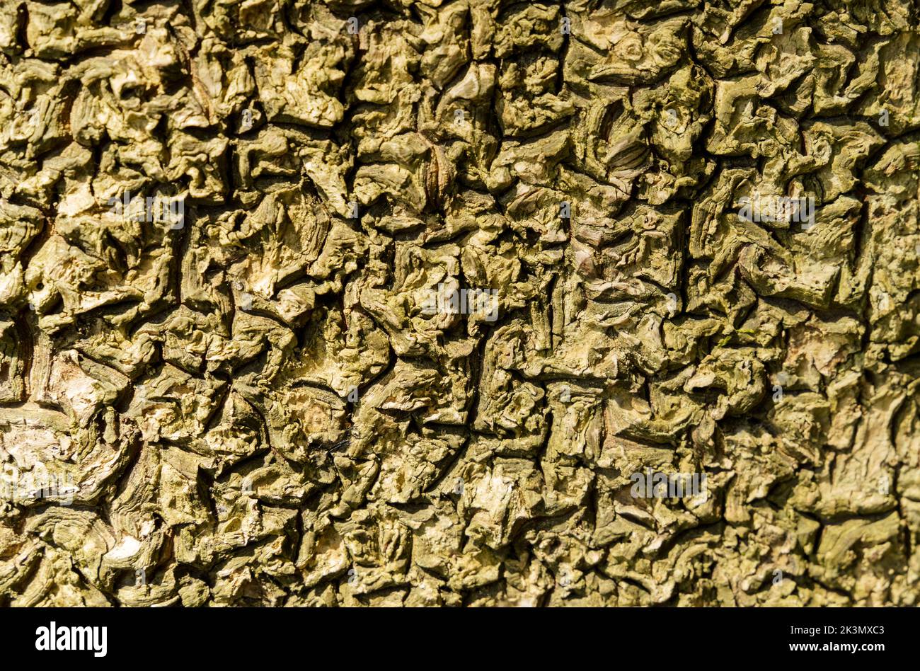 Green tree bark texture hi-res stock photography and images - Alamy