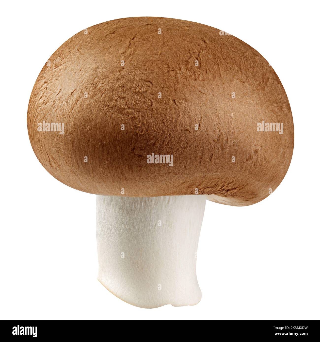 champignon, mushroom, isolated on white background, clipping path, full ...