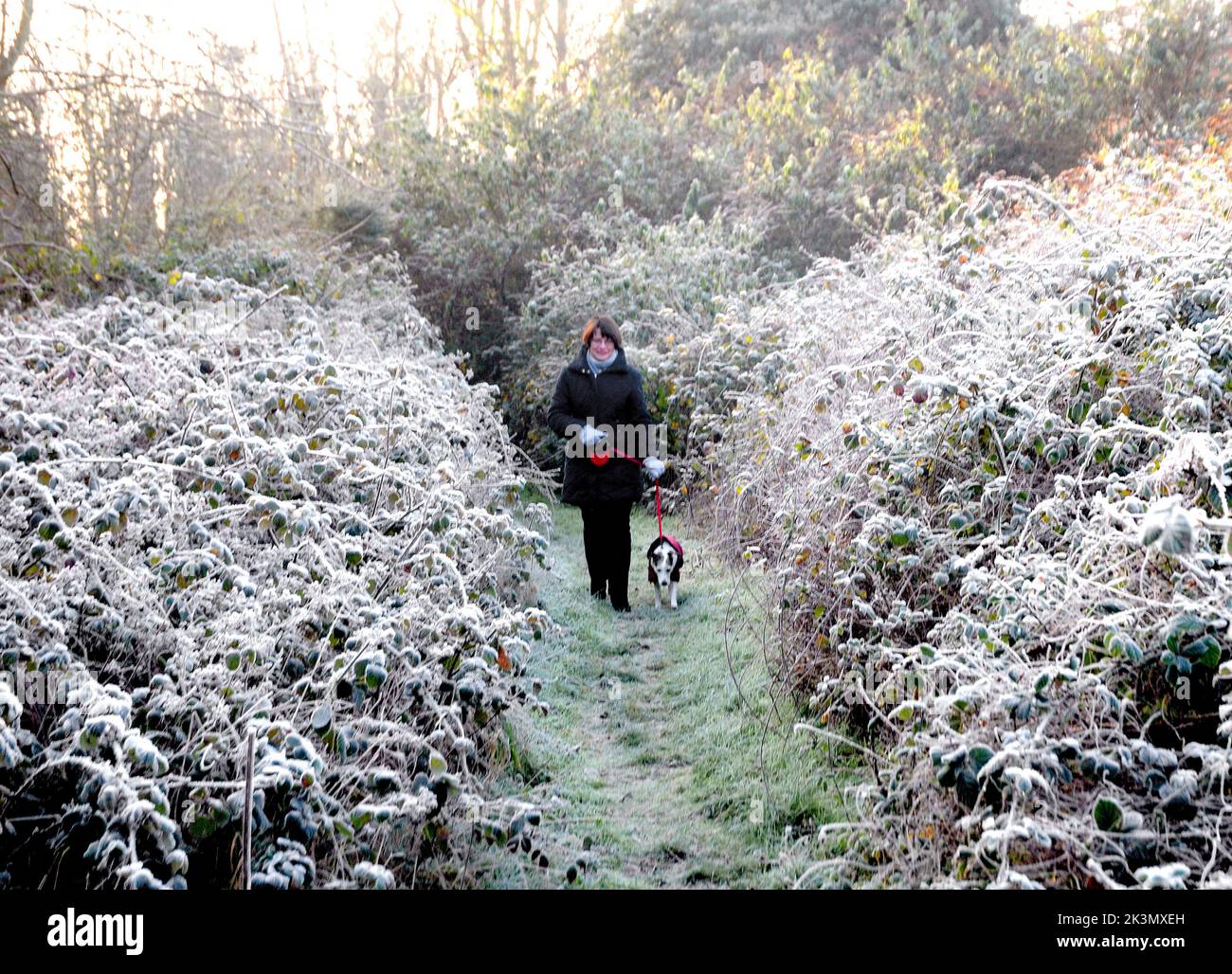 A woman walks her dog along a path surrounded by frost covered brambles ...