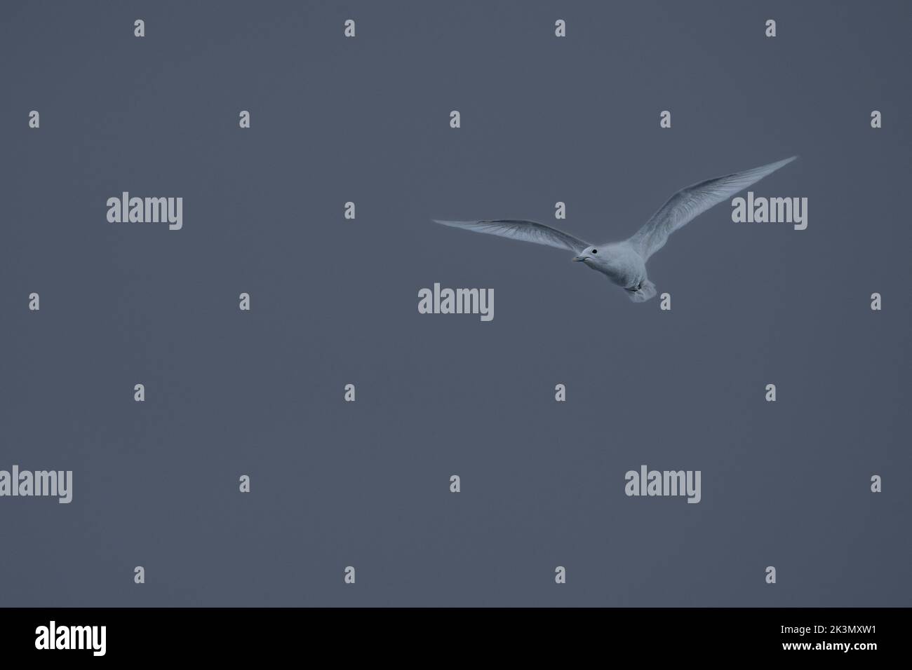 Ivory Gull (Pagophila eburnea) In flight is a small gull, the only ...