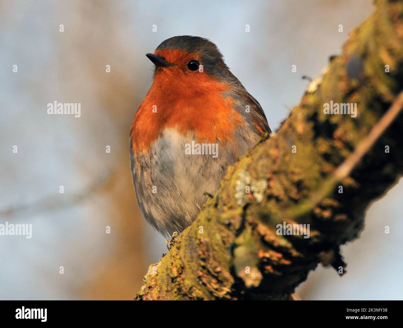 robin, castle shore park, portchester, hnts. pic mike walker 2014 Stock ...