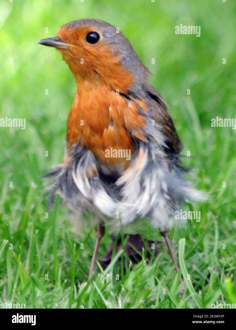 What do you think of my skirt. A Robin shows off natty line in feathers ...