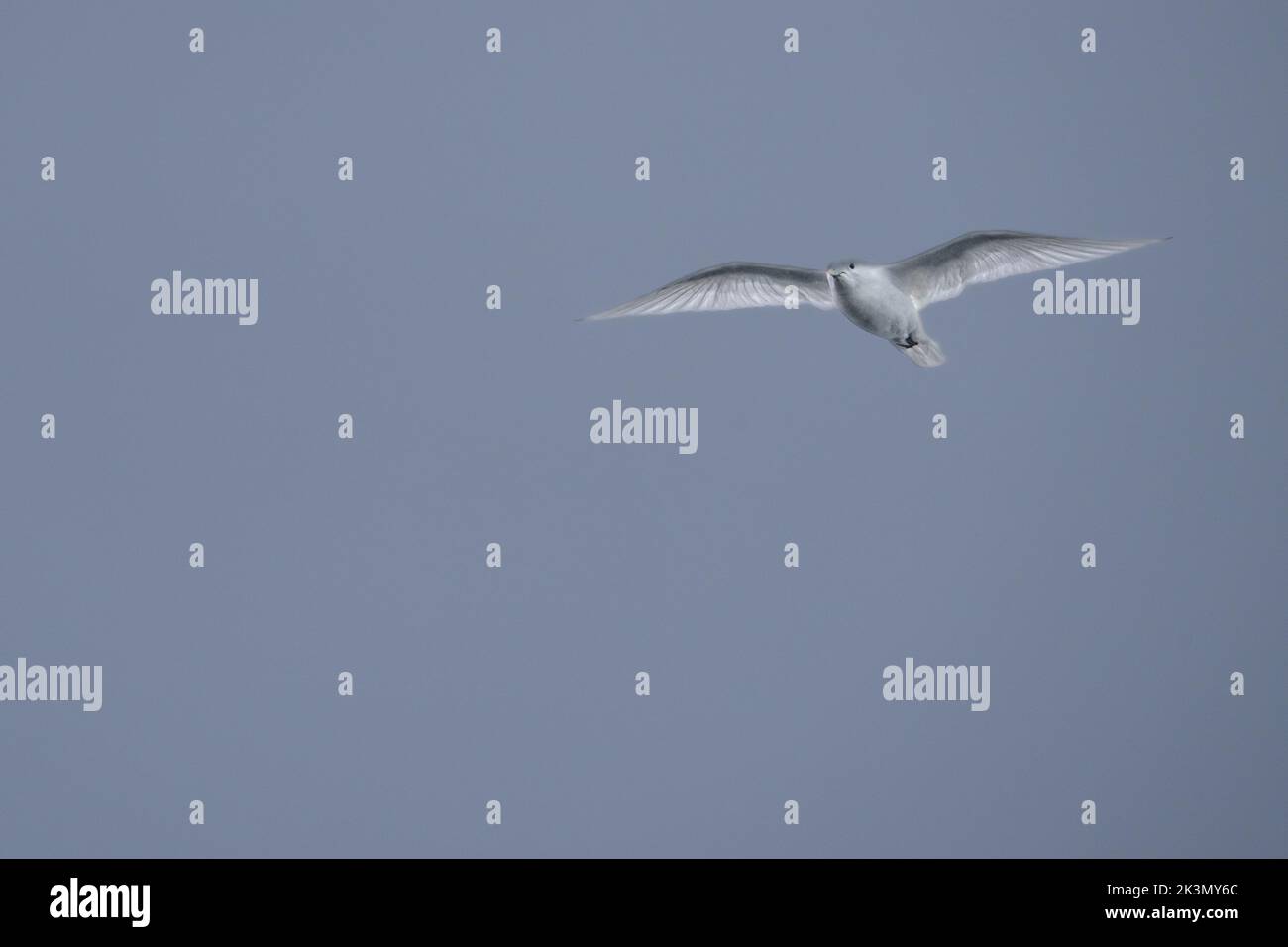 Ivory Gull (Pagophila eburnea) In flight is a small gull, the only ...