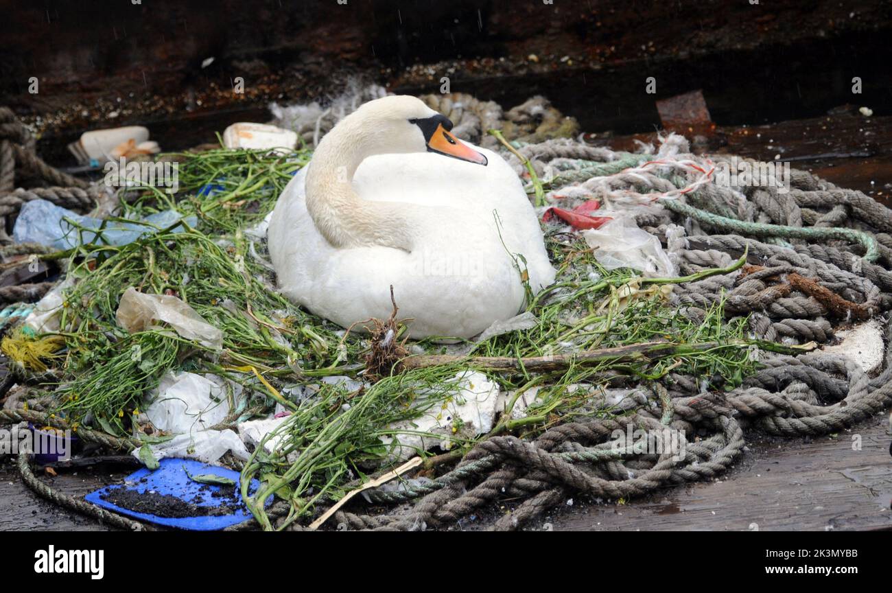 Empty crisp packets hi-res stock photography and images - Alamy