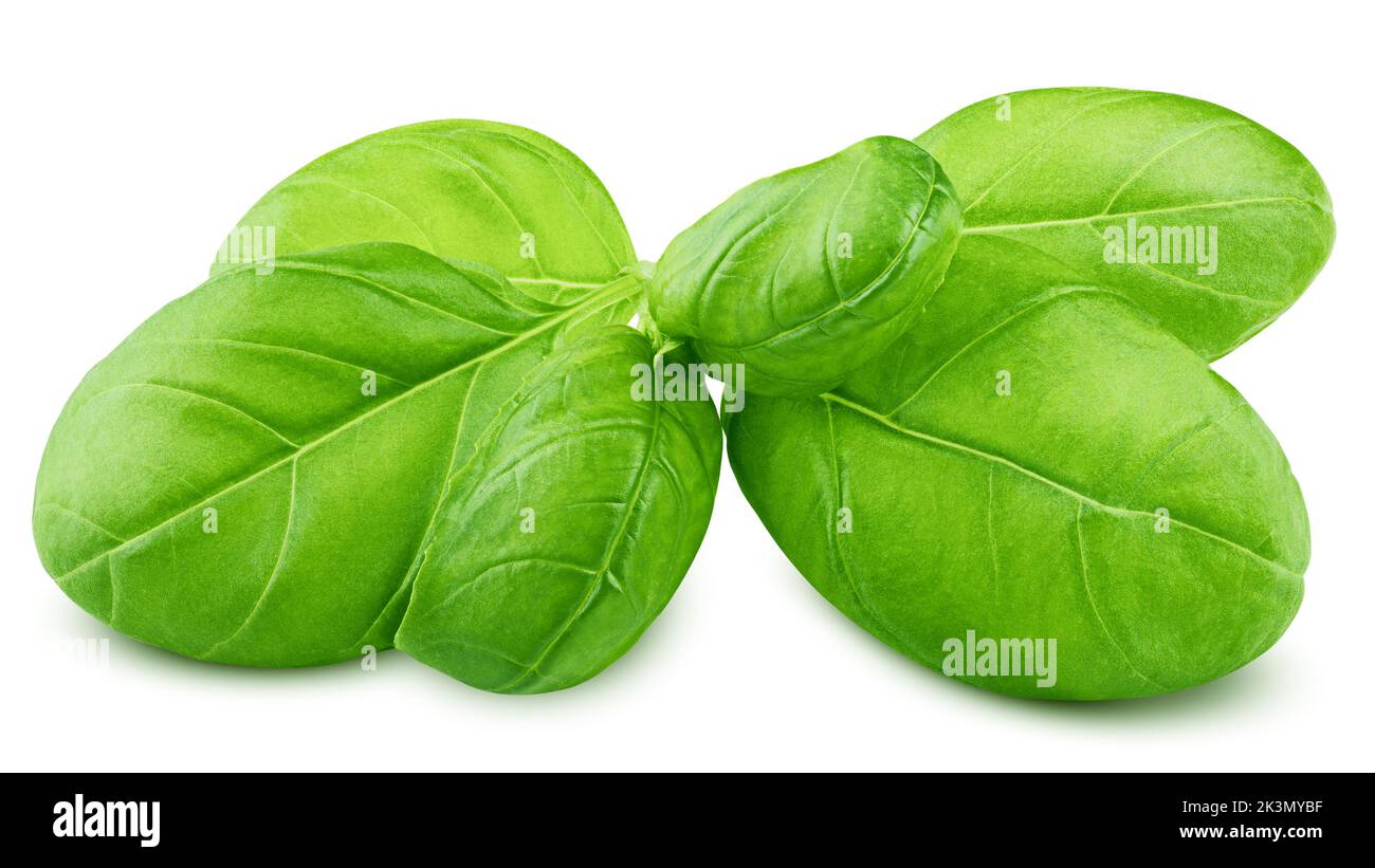 fresh basil, isolated on white background, clipping path, full depth of ...