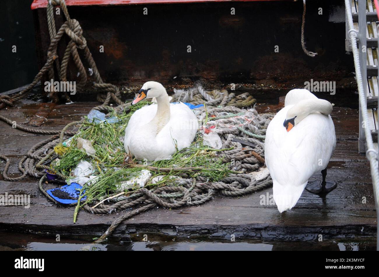 This pair of breeding swans have learned how to improvise after ...