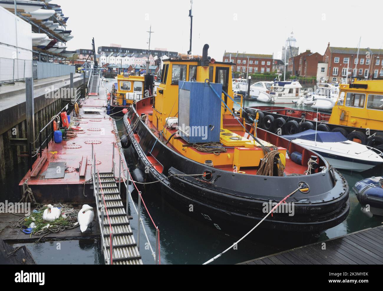 This pair of breeding swans have learned how to improvise after ...
