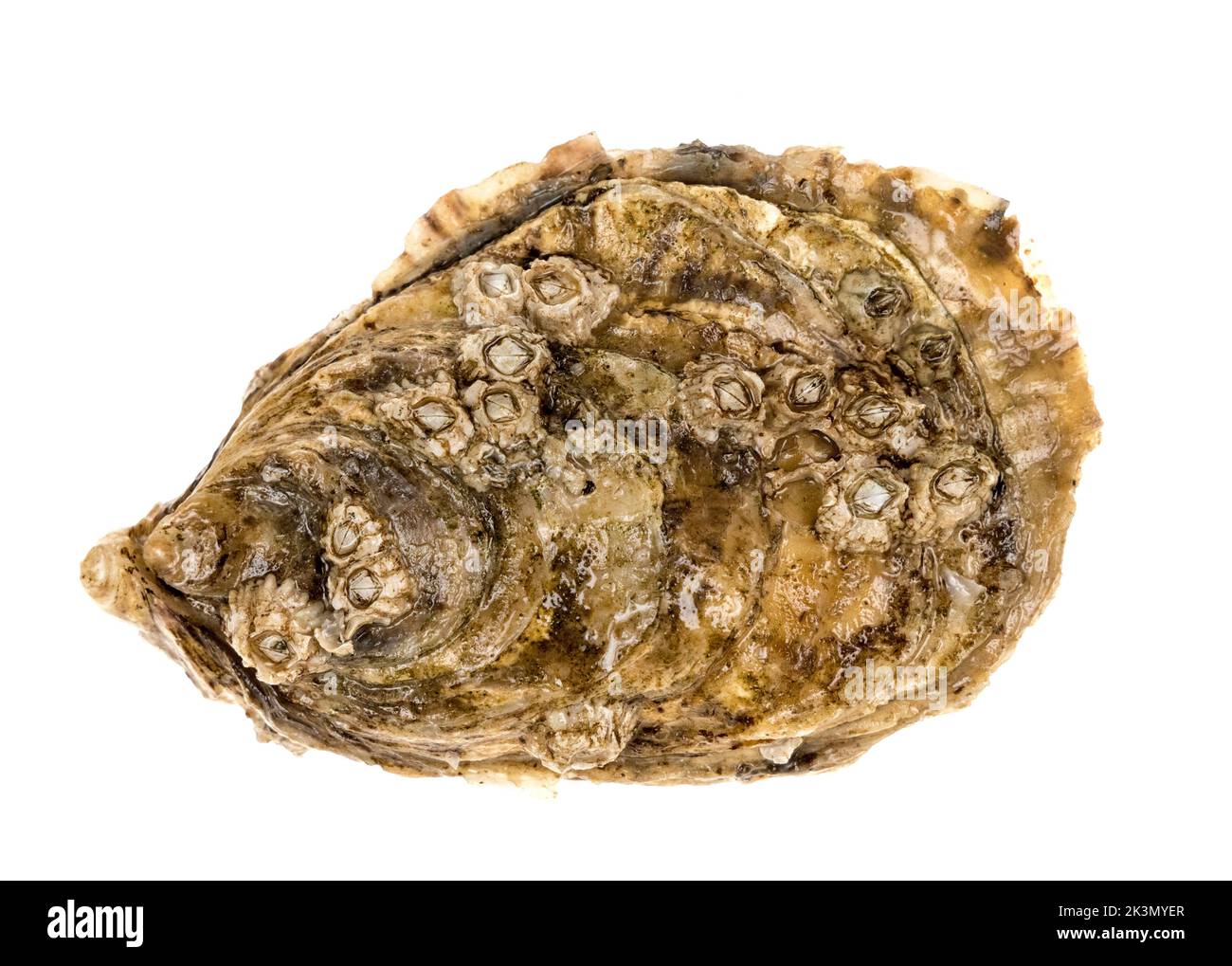 Barnacles barnacles shells hi-res stock photography and images - Alamy