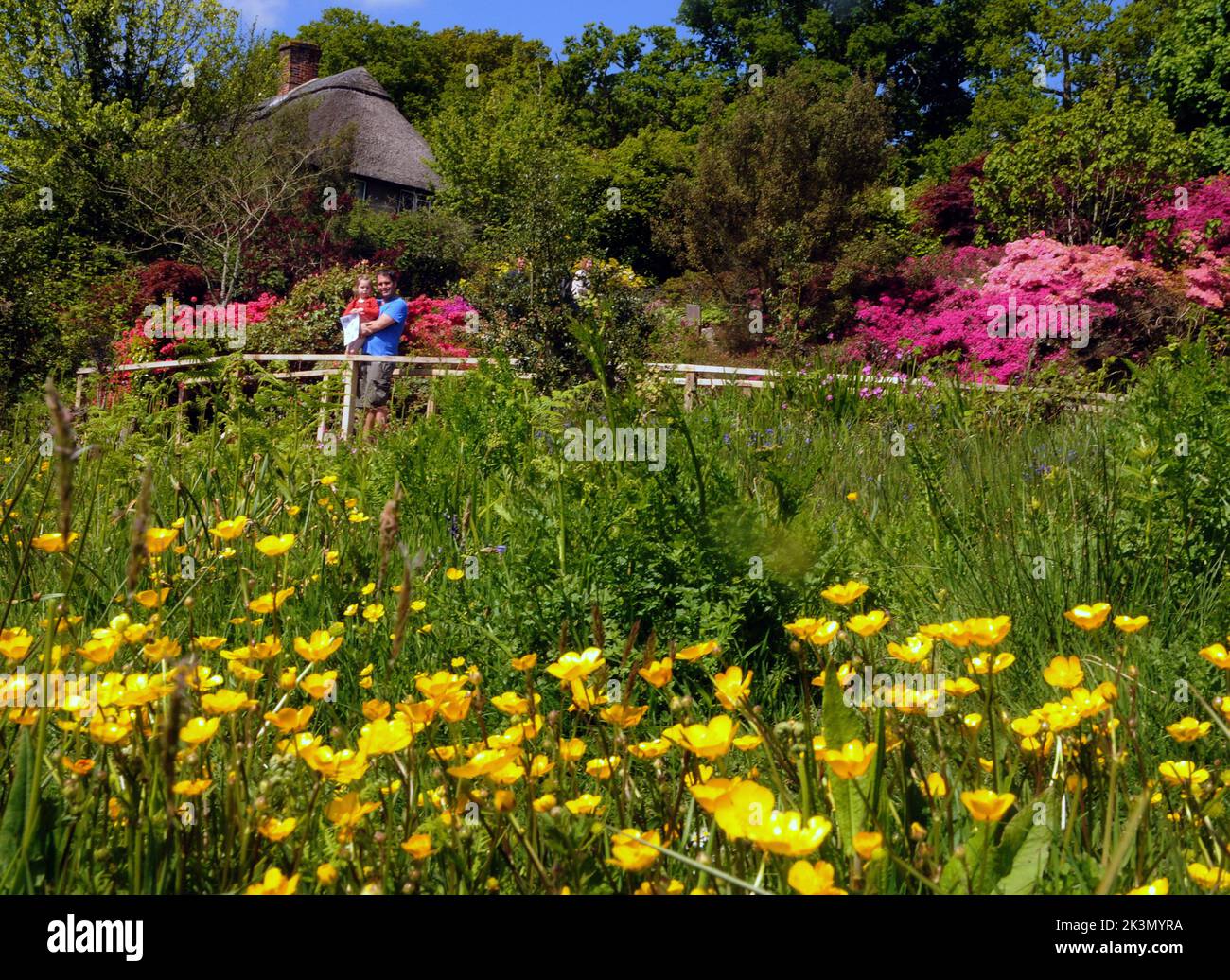 Ablaze of colour as May flowers burst into bloom in the sunshine at ...