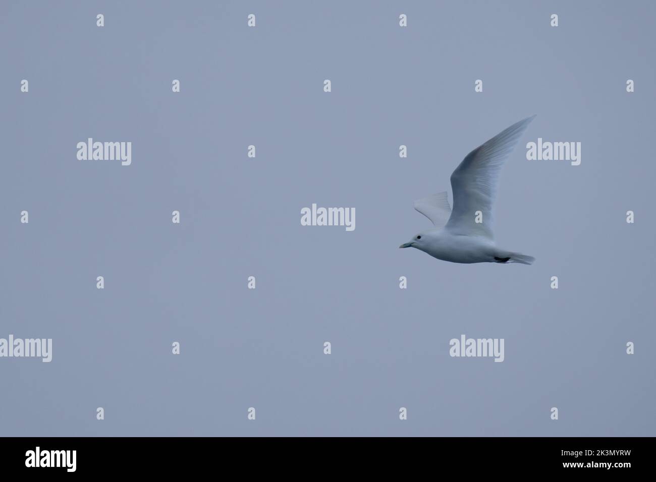 Ivory Gull (Pagophila eburnea) In flight is a small gull, the only ...