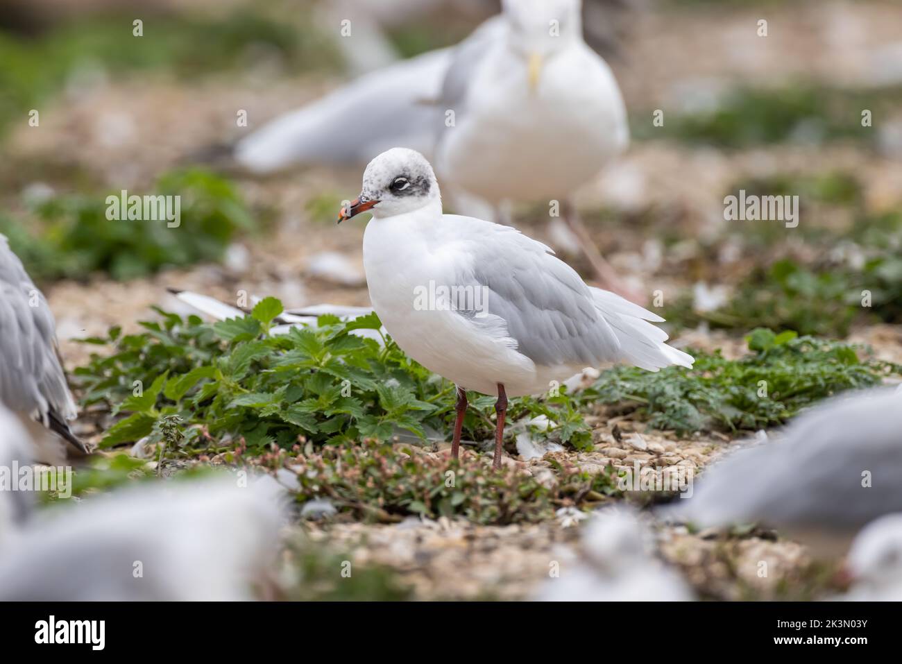 Flock mediterranean gull ichthyaetus melanocephalus hi-res stock ...