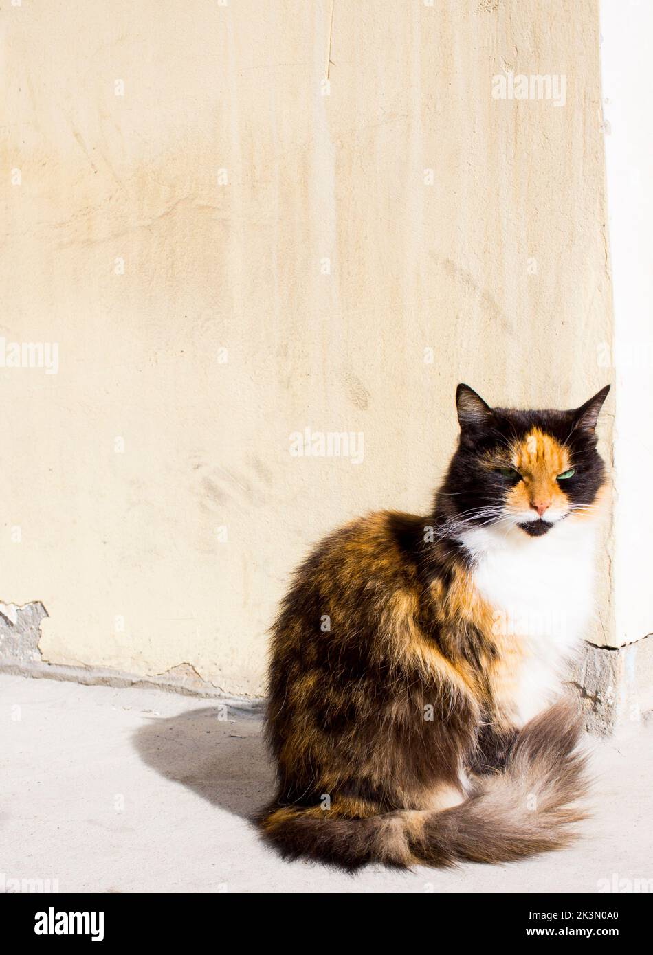 tricolor cat on a brown background copy space Stock Photo - Alamy