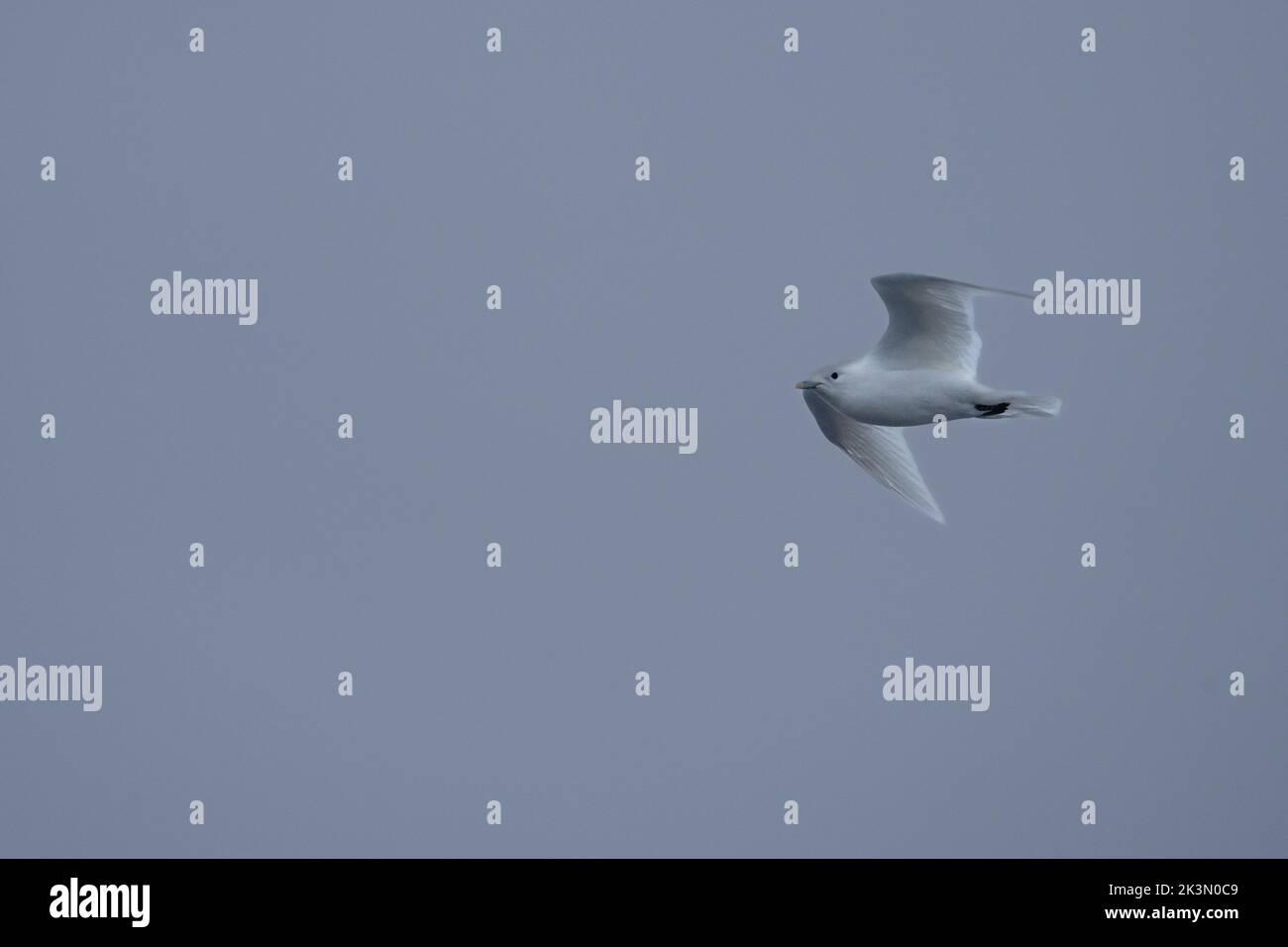 Ivory Gull (Pagophila eburnea) In flight is a small gull, the only ...