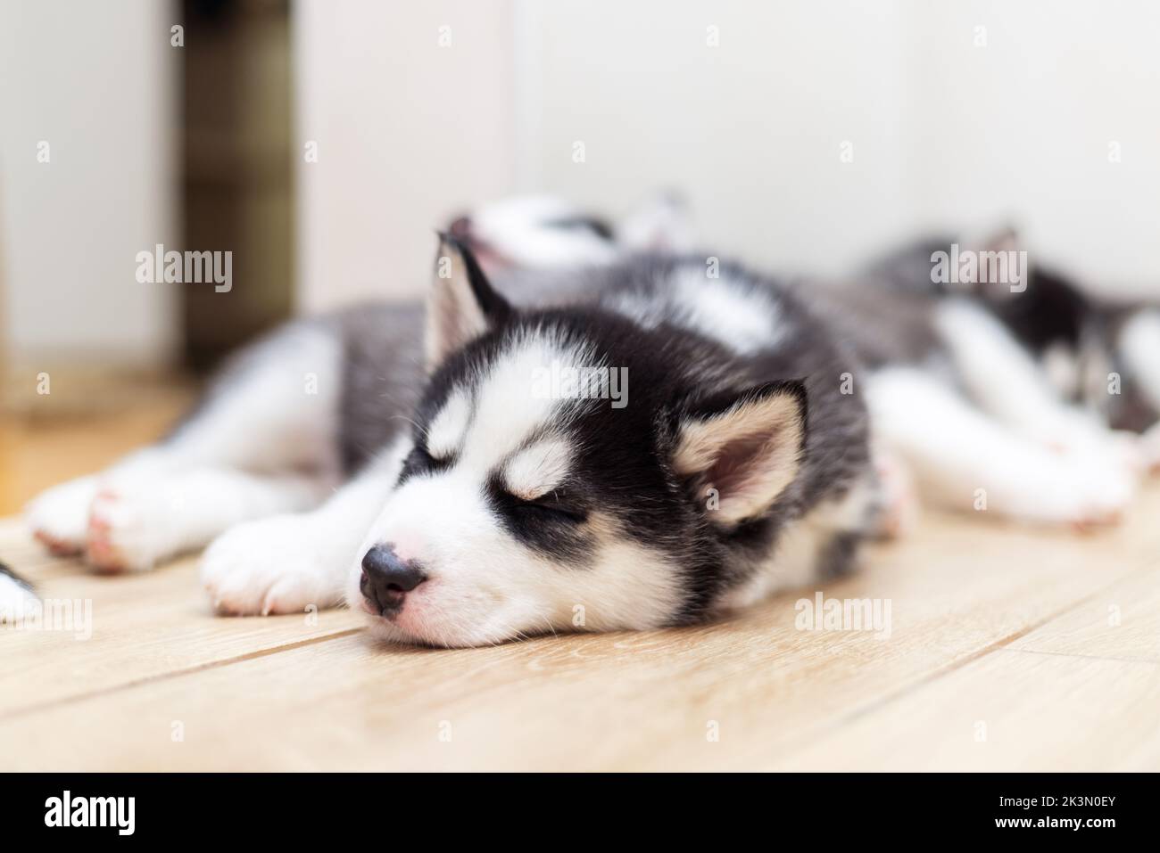 Portrait siberian husky home hi-res stock photography and images - Alamy