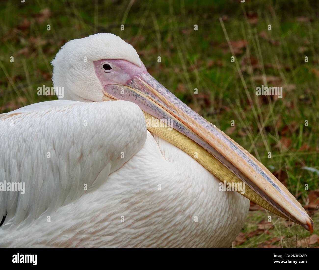 A great white pelican (Pelecanus onocrotalus) with a long beak sitting ...