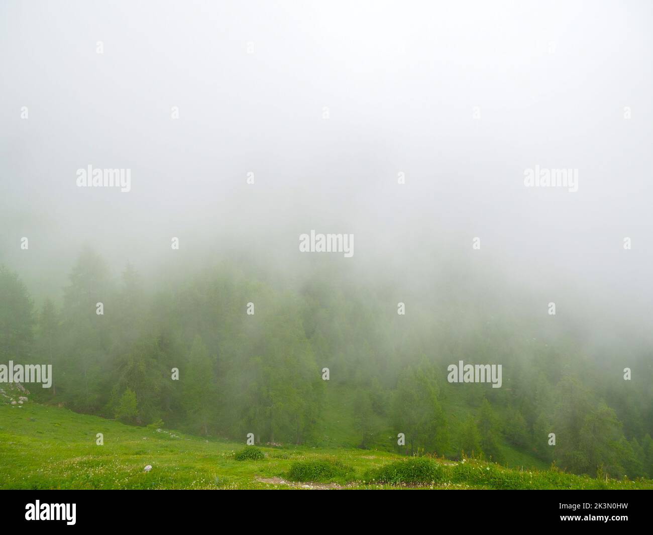A beautiful foggy landscape of a green field with trees Stock Photo - Alamy