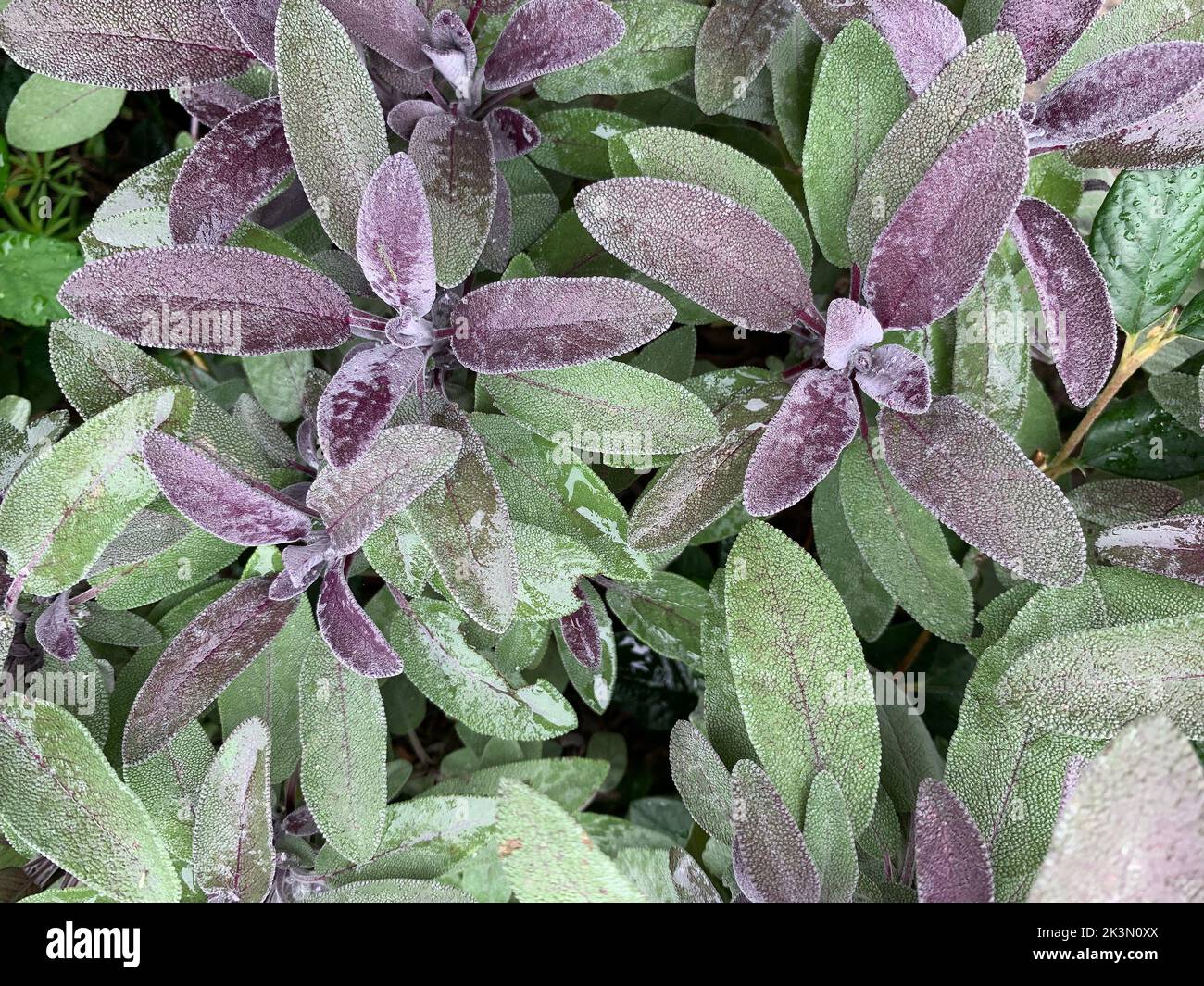 Aromatic semi evergreen dwarf shrub hi-res stock photography and images ...