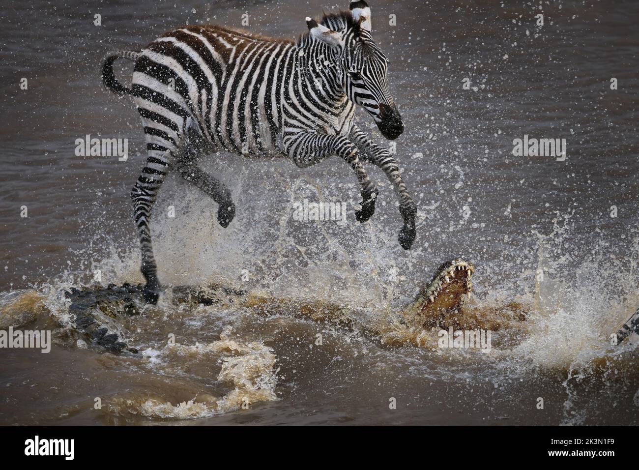 Plains zebra jumping hi-res stock photography and images - Alamy