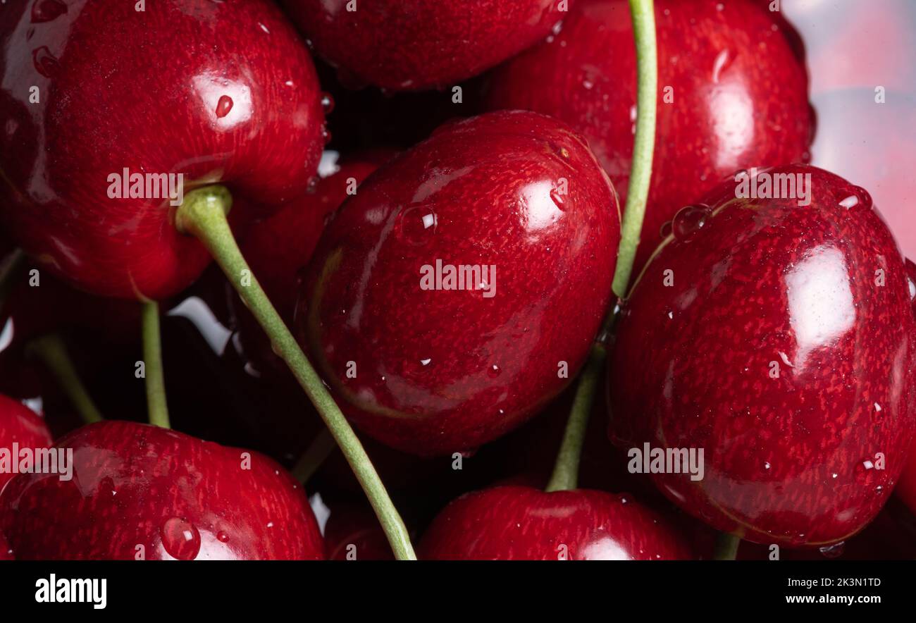 Sweet cherries. Juicy maroon fruit close-up. Cherries in magnification ...