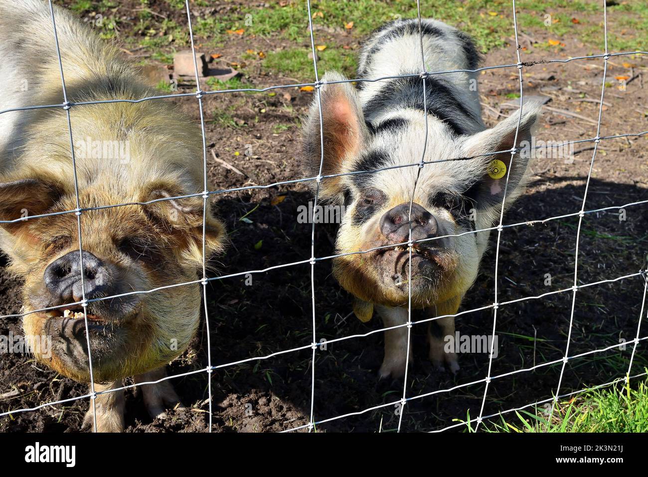 Pigs teeth hi-res stock photography and images - Alamy