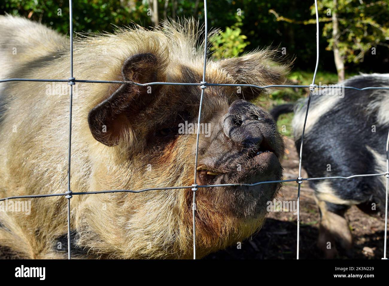 Pigs teeth hi-res stock photography and images - Alamy