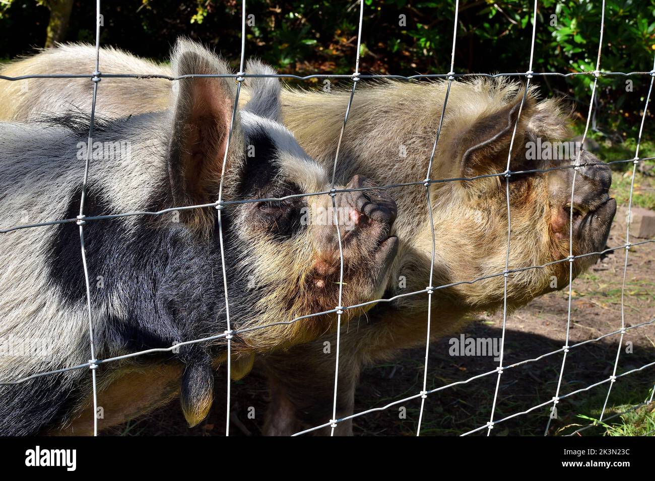 Pigs teeth hi-res stock photography and images - Alamy