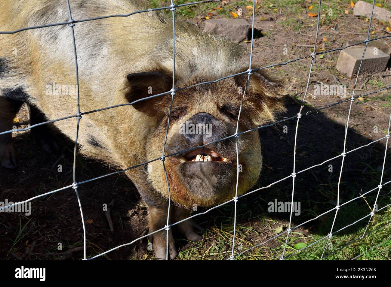 Pigs teeth hi-res stock photography and images - Alamy
